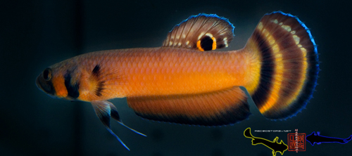 Betta.fr - Fiche : Betta Macrostoma