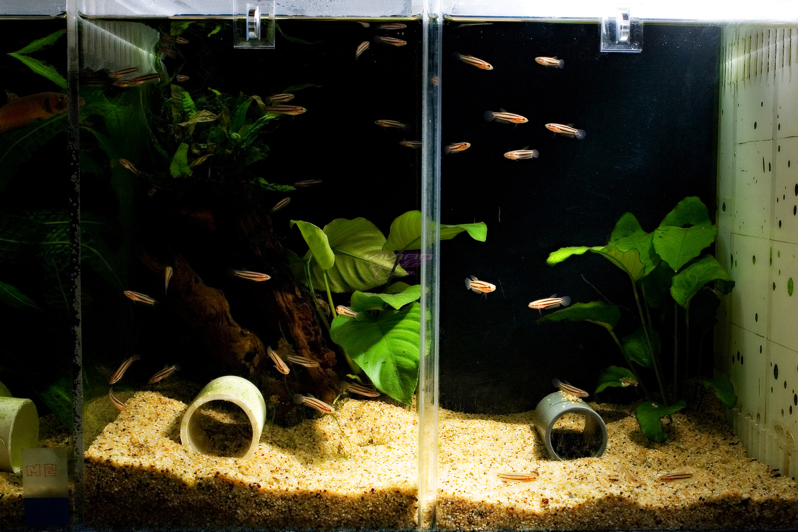 Betta.fr - Fiche : Betta Macrostoma