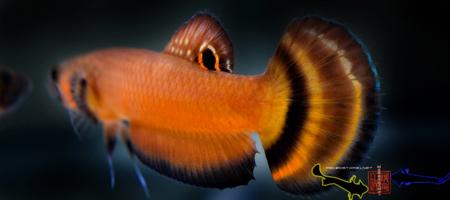 Betta.fr - Fiche : Betta Macrostoma