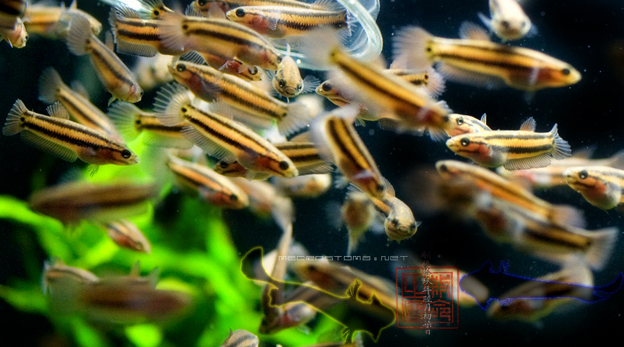 Betta.fr - Fiche : Betta Macrostoma