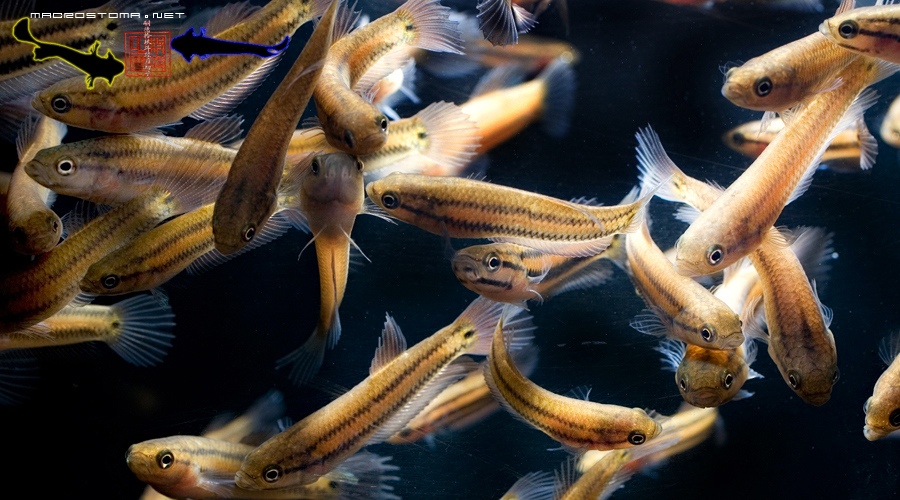 Betta.fr - Fiche : Betta Macrostoma