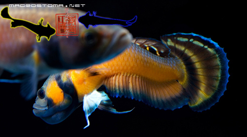 Betta.fr - Fiche : Betta Macrostoma