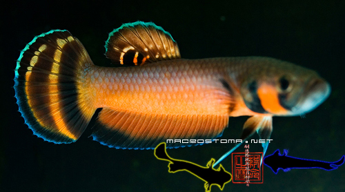 Betta.fr - Fiche : Betta Macrostoma