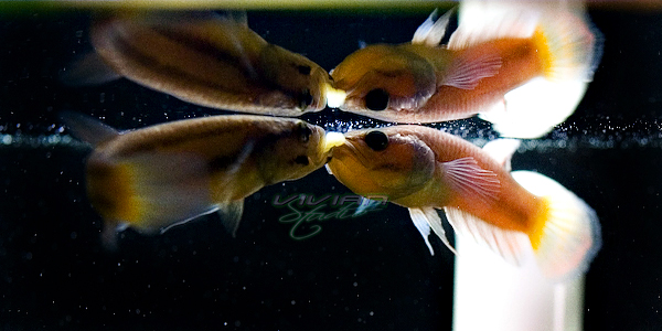 Betta.fr - Fiche : Betta Macrostoma